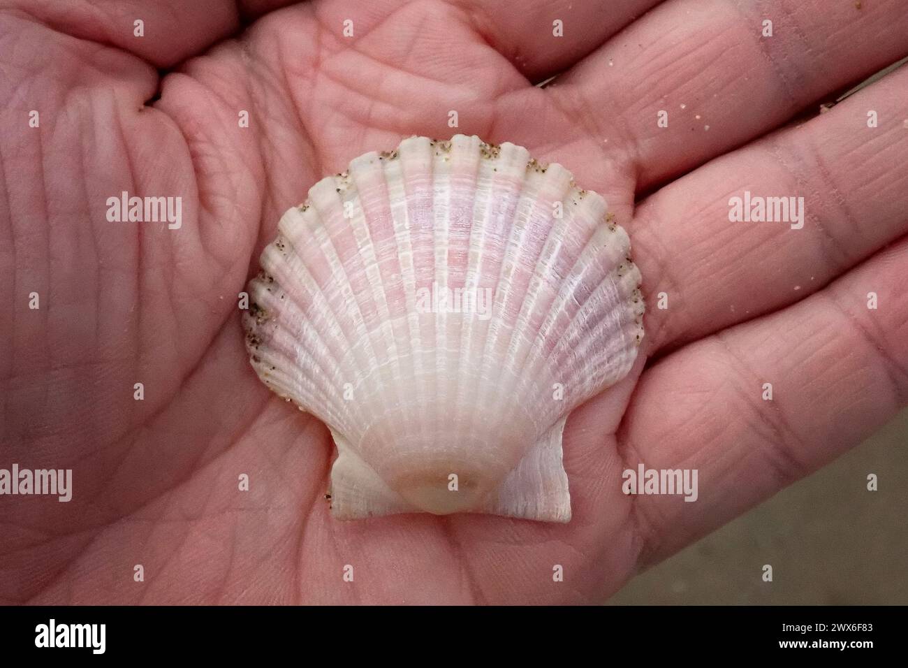 Pecten jacobaeus hi-res stock photography and images - Alamy