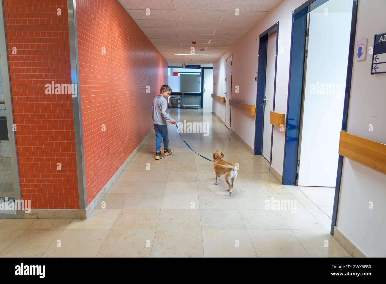 Boy with his dog going to visit a patient in a hospital Stock Photo - Alamy