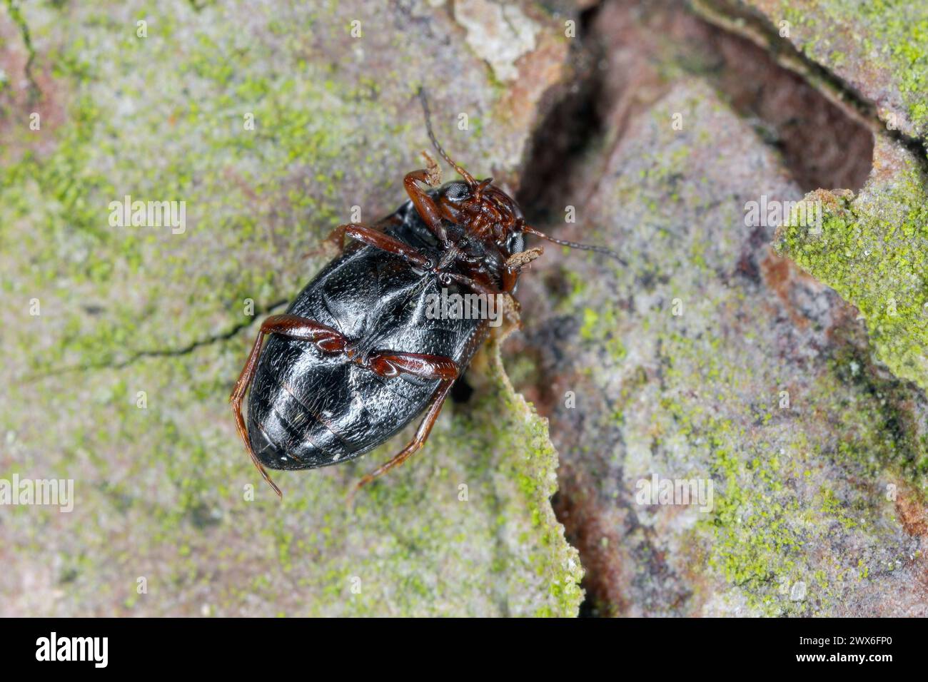 Diving beetle (Hydroporus sp.). View from below Stock Photo - Alamy