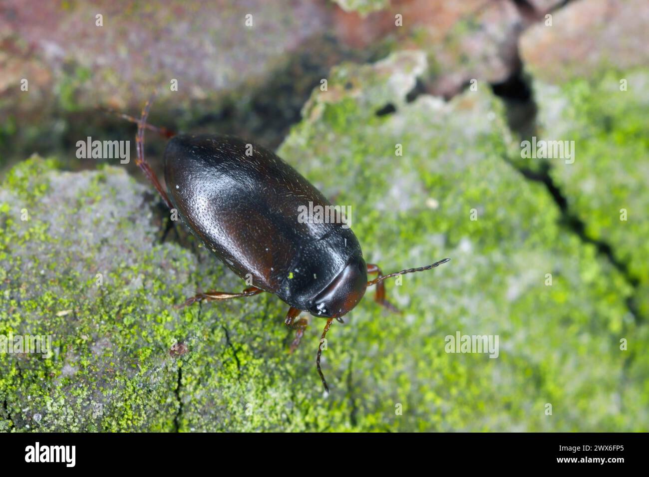 Diving beetle (Hydroporus sp.). View from above Stock Photo - Alamy