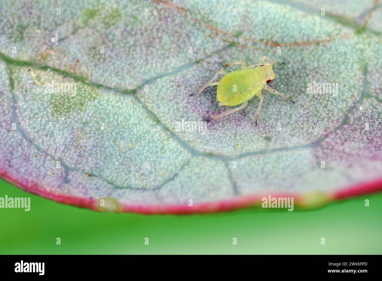 Parasitized aphid hi-res stock photography and images - Alamy