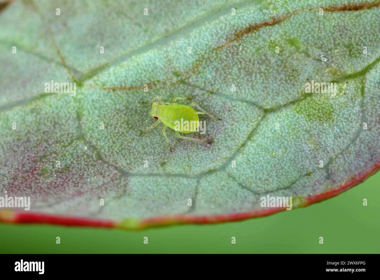 Parasitized aphid hi-res stock photography and images - Alamy