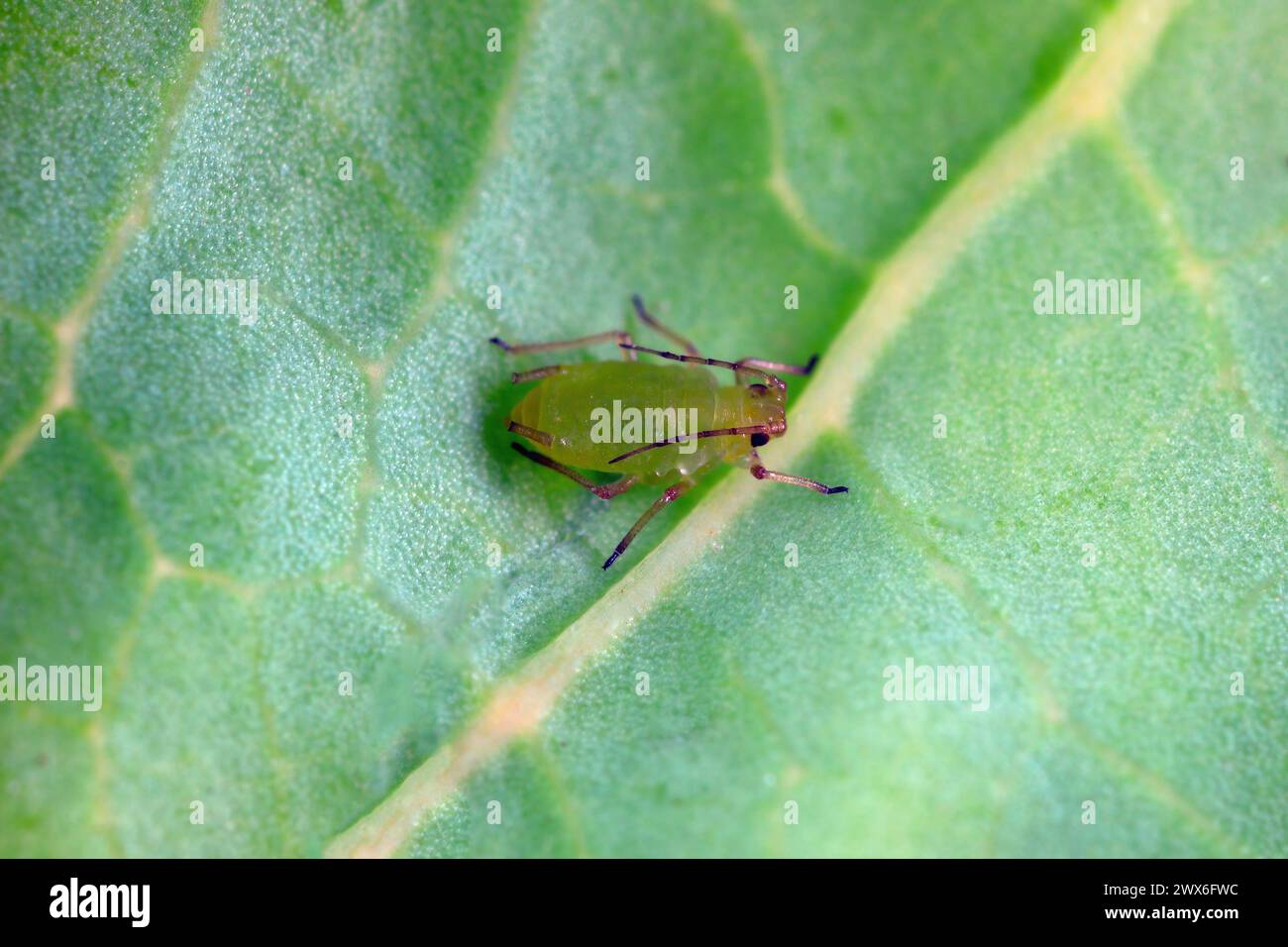 Parasitized aphid hi-res stock photography and images - Alamy