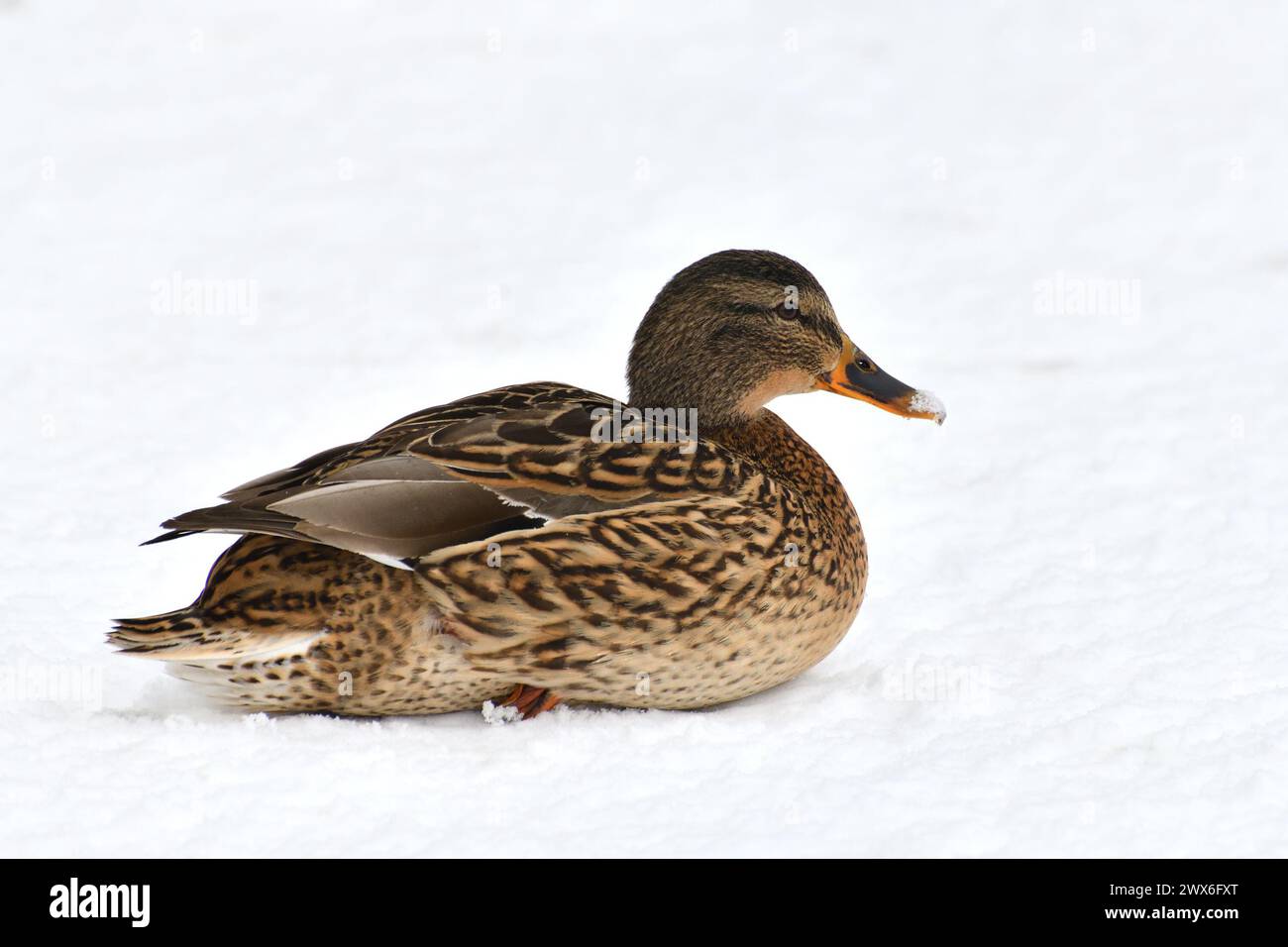 One female mallard hi-res stock photography and images - Alamy