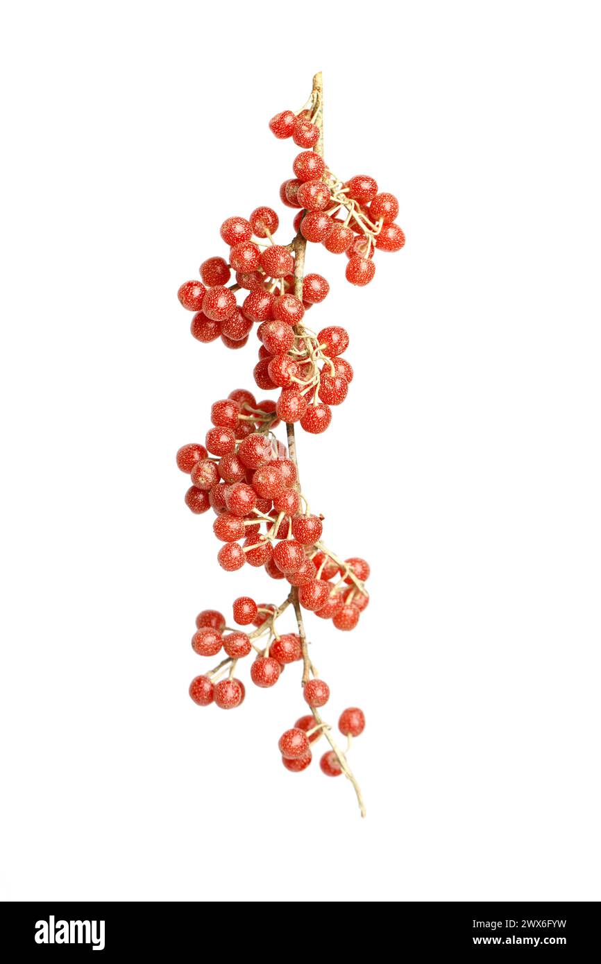 Canada buffaloberry hi-res stock photography and images - Alamy