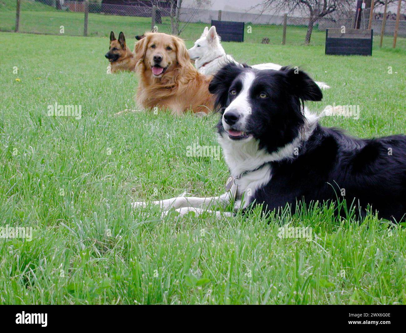 the dog is man s best friend for centuries the dog is man s best friend ...