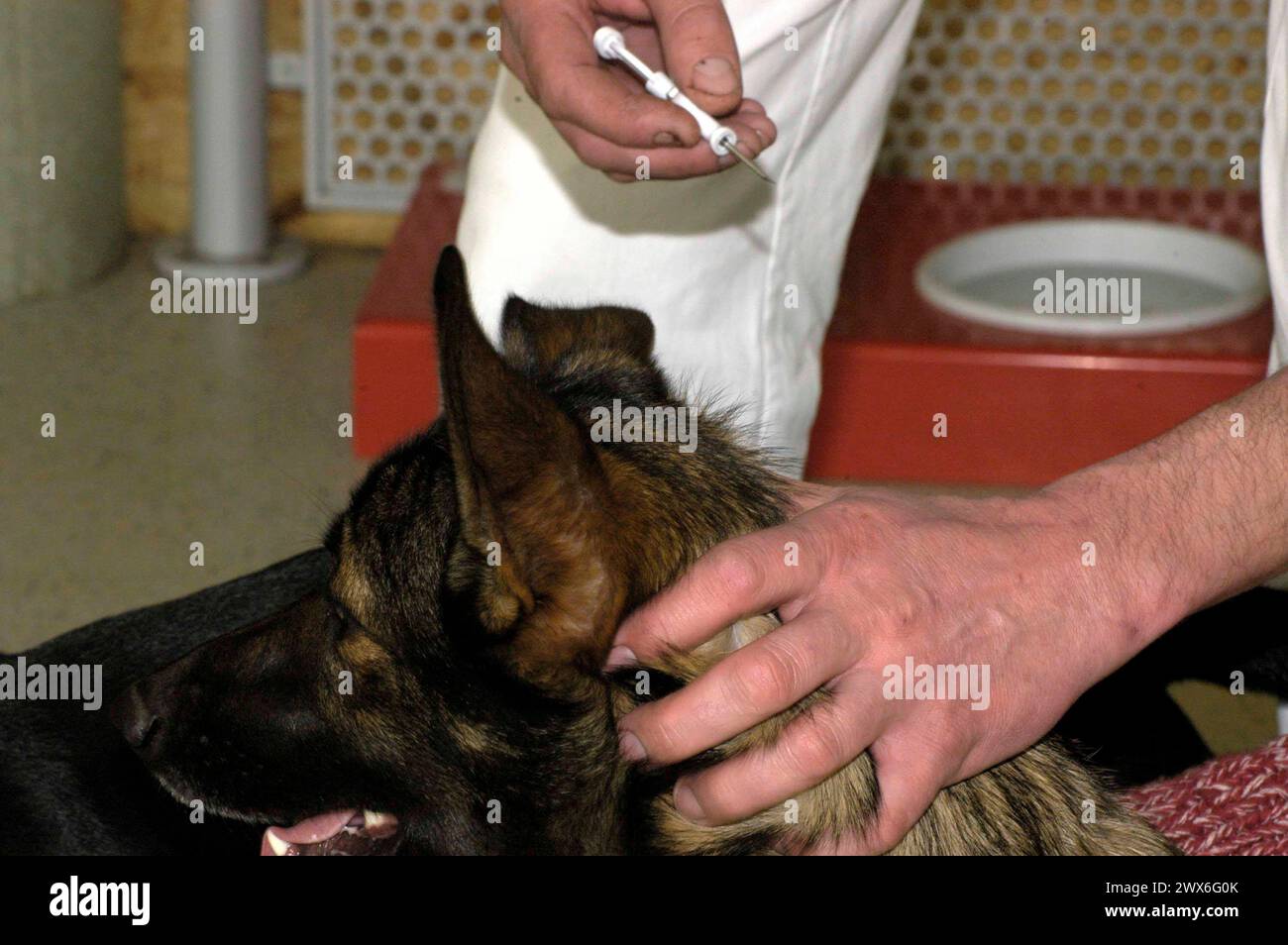 dogs are used in interact with humans a dog in interaction to humans ...