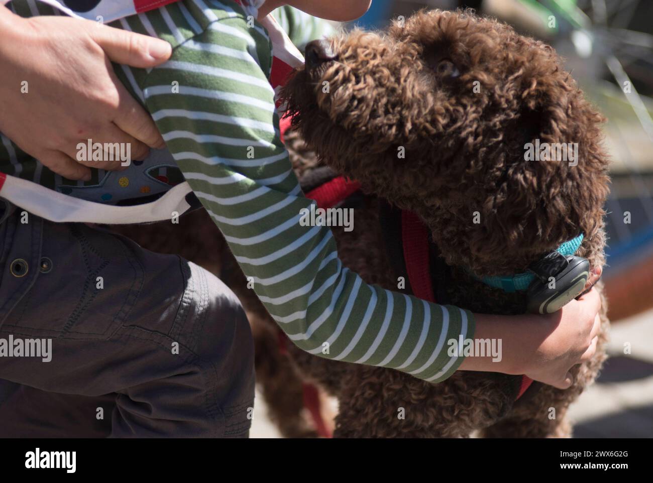 dogs are used in interact with humans a dog in interaction to humans ...