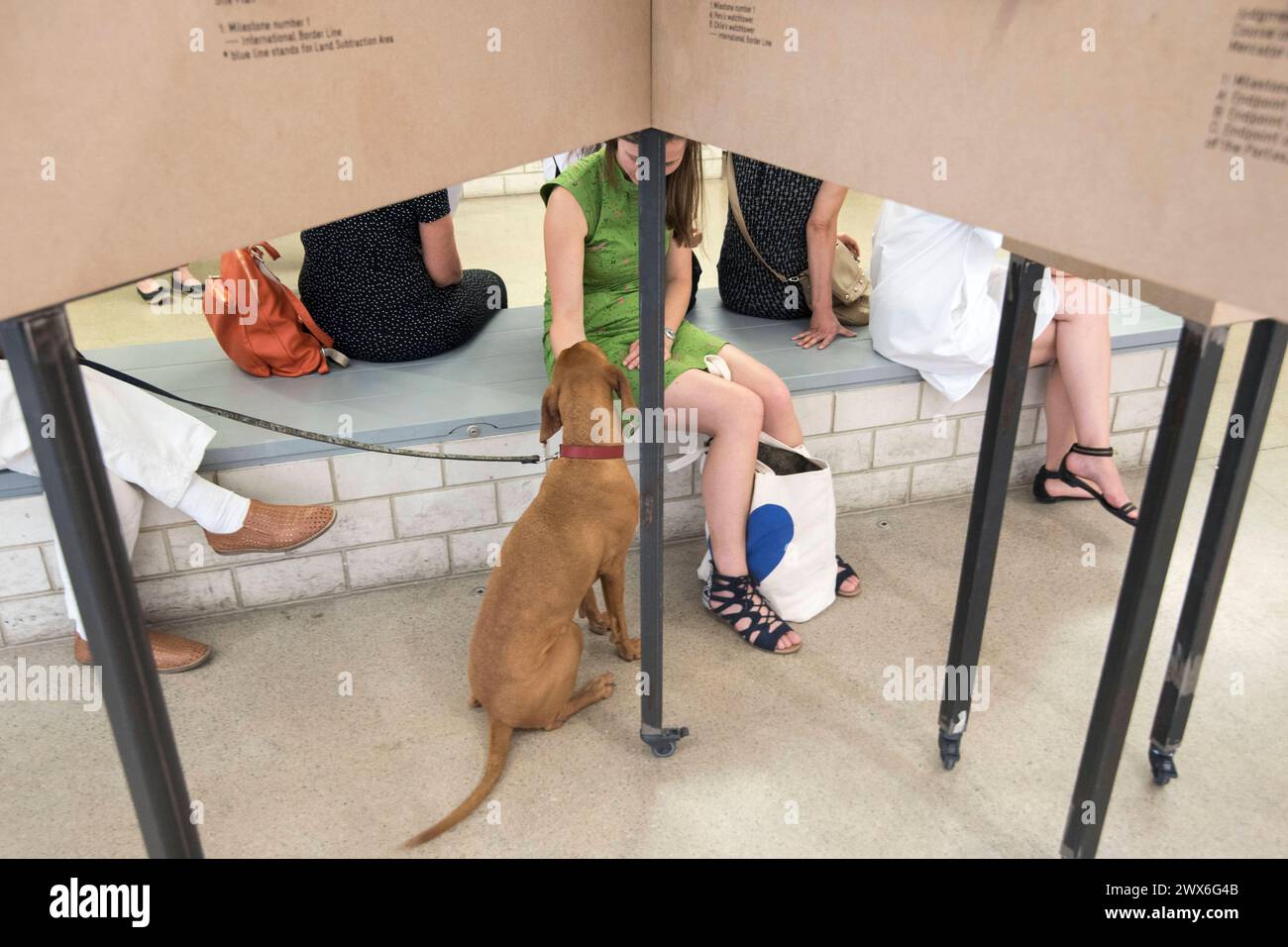 dogs are used in interact with humans a dog in interaction to humans ...