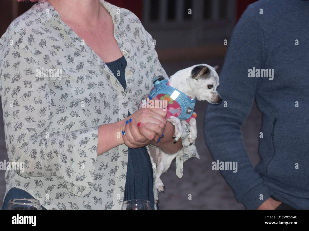 dogs are used in interact with humans a dog in interaction to humans ...