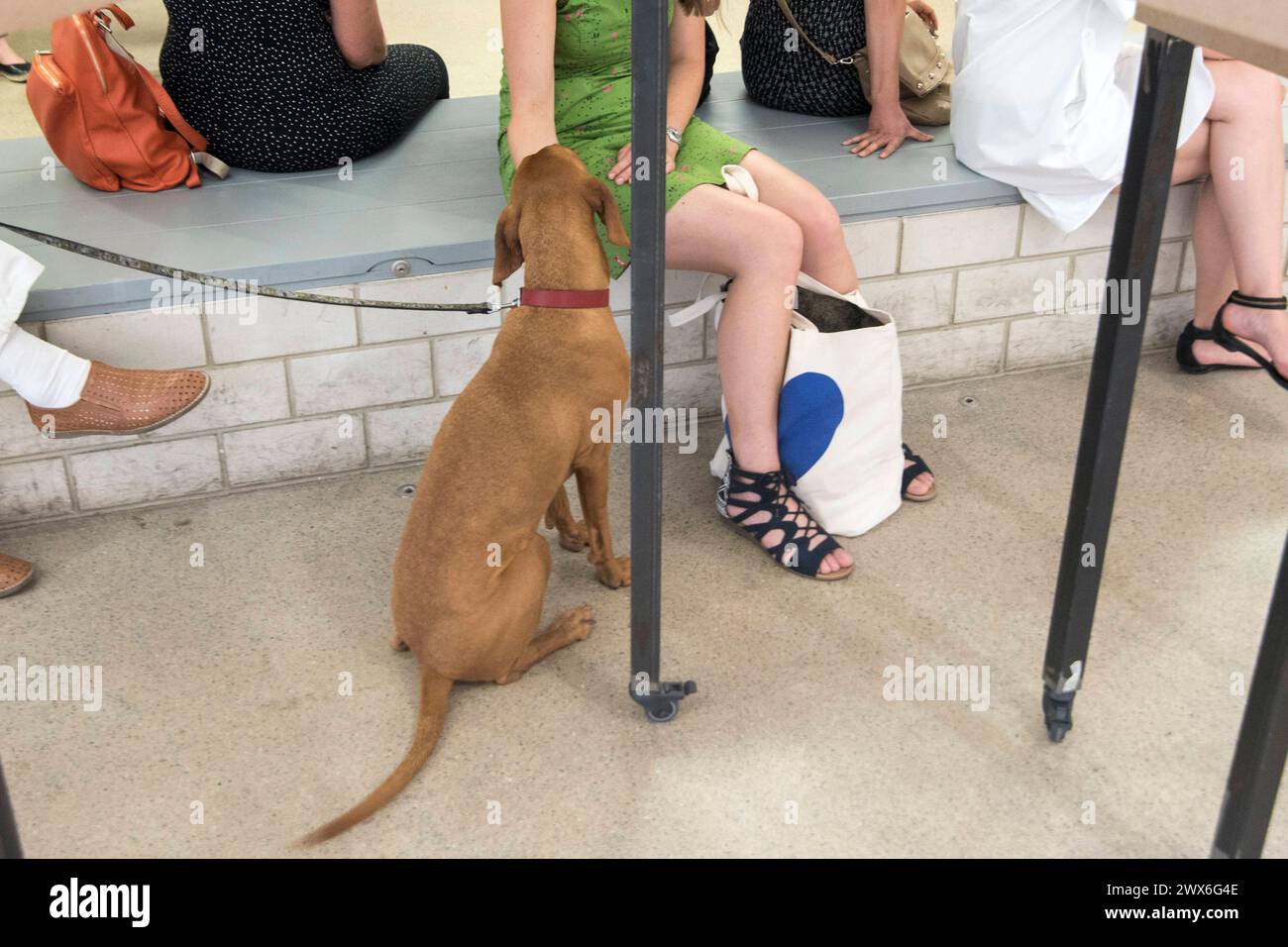 dogs are used in interact with humans a dog in interaction to humans ...