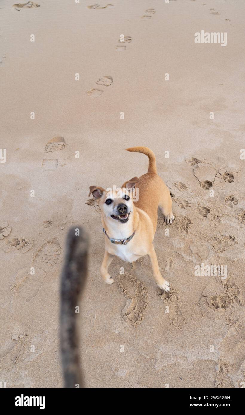 Happy dog playing with his owner to throw a stick at him Stock Photo ...