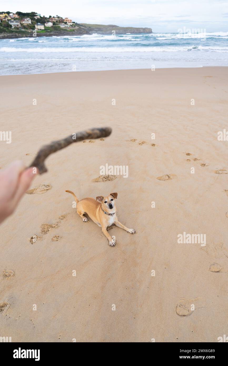 Dog on the beach waiting for a stick to be thrown at him to play Stock ...