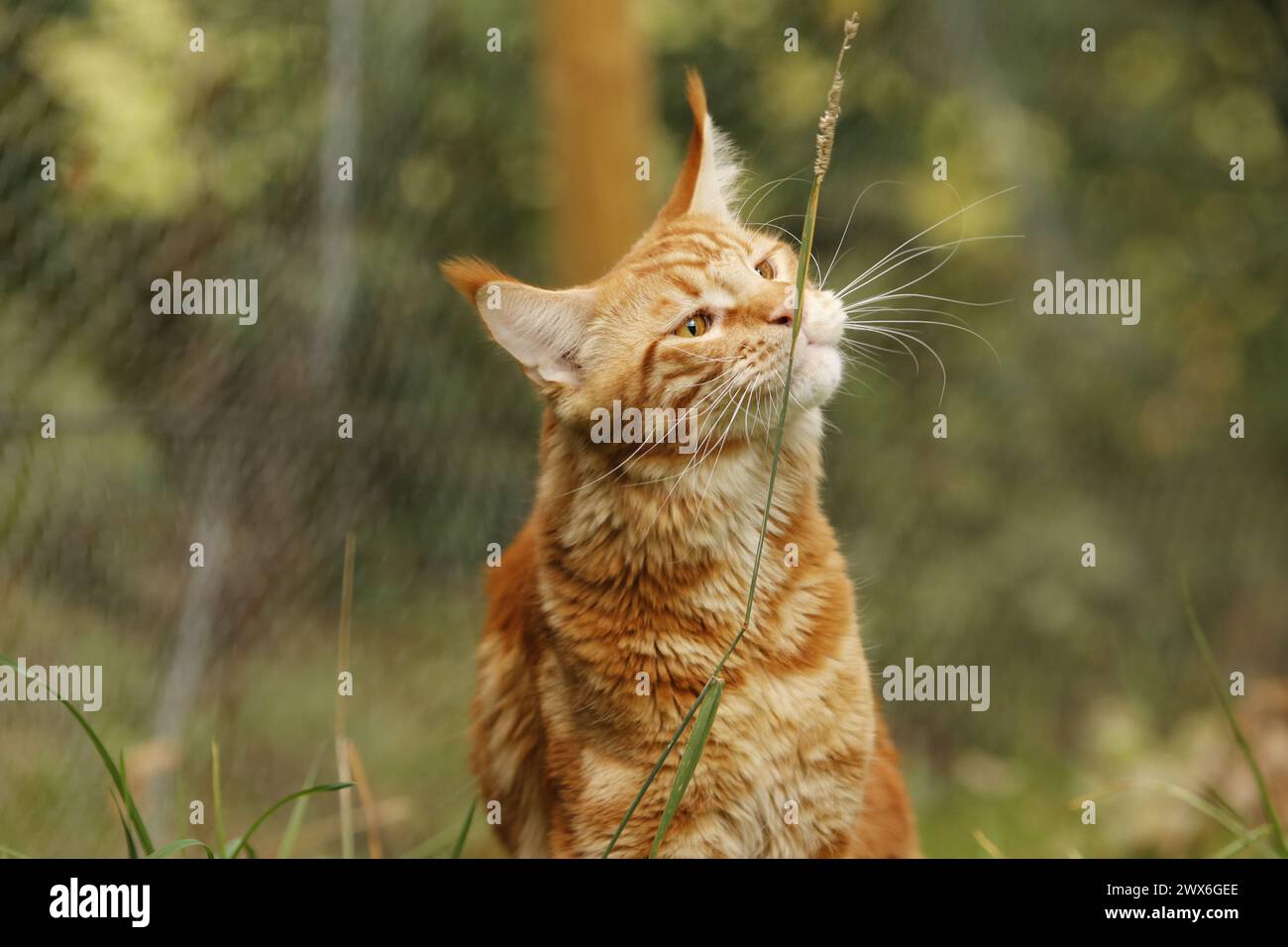 red tabby Maine Coon smelling blade of grass Stock Photo - Alamy