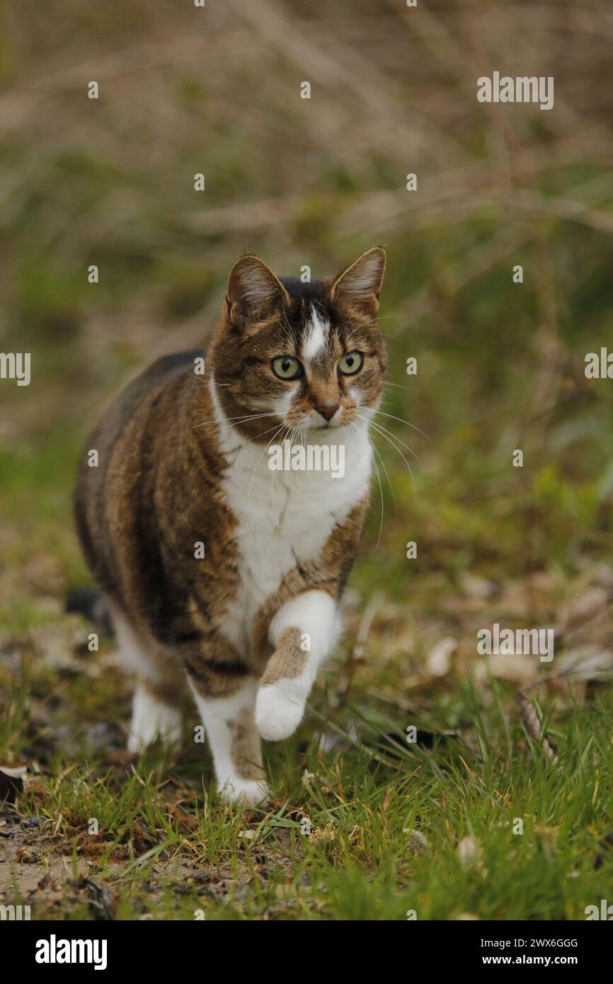 brown tabby cat looking towards camera with one paw lifted up Stock ...