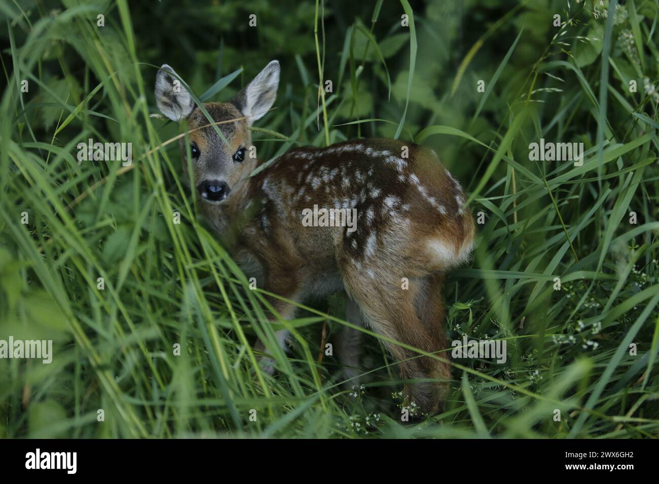 fawn in tall grass looking back over its shoulder Stock Photo - Alamy