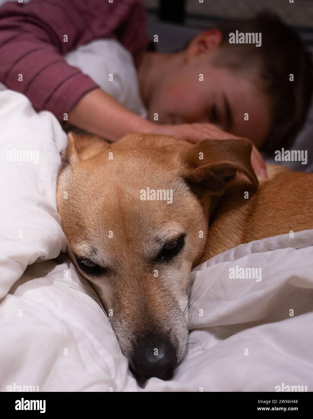 Boy sleeping with his dog Stock Photo - Alamy