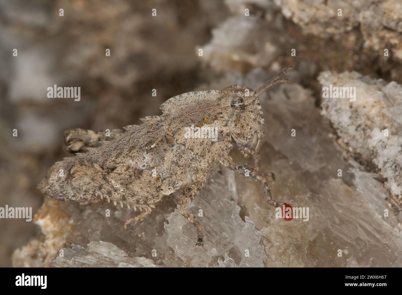 Steinschrecke, Nymphe, Larve, Ocneridia nigropunctata, Ocneridia ...