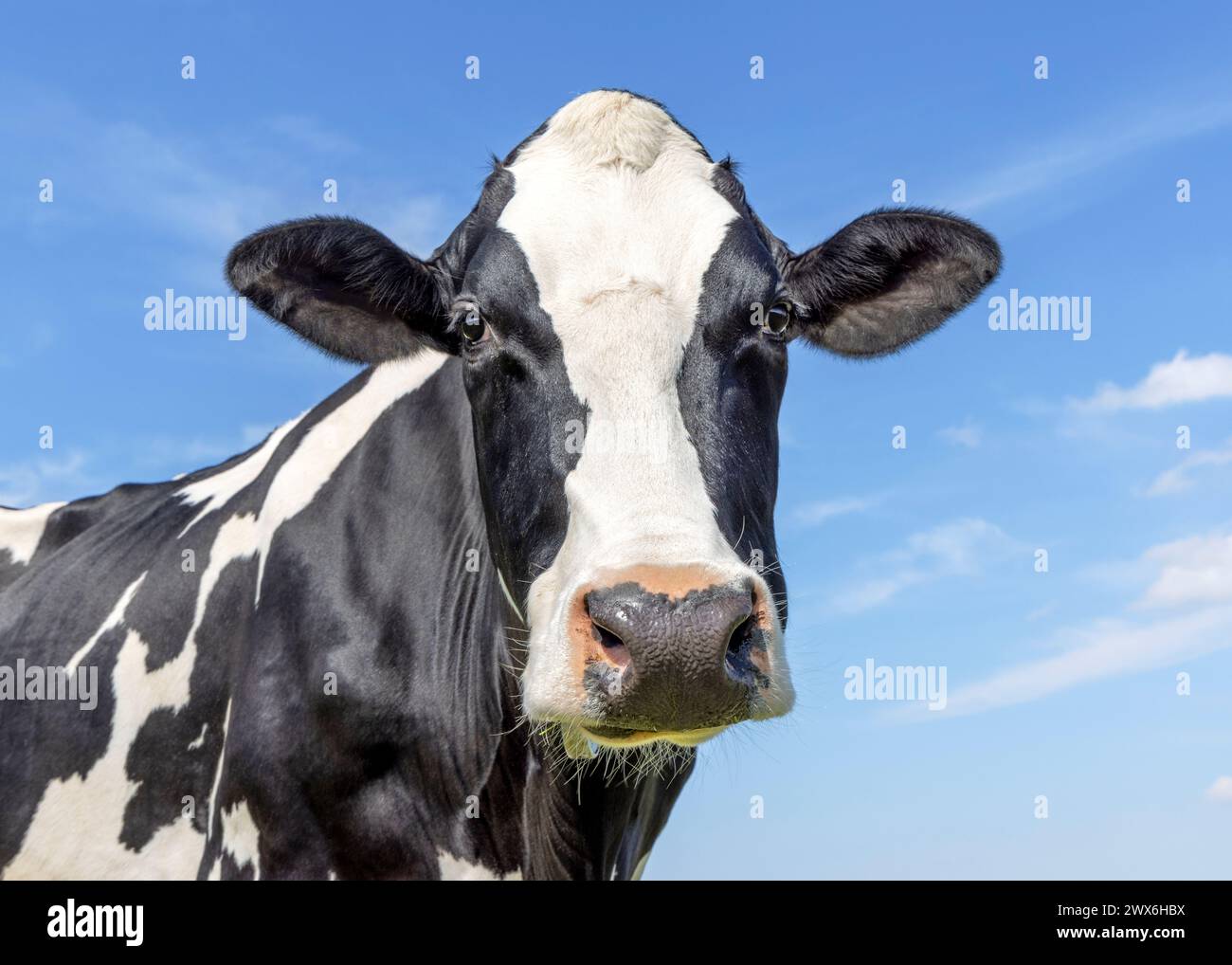Holstein Dairy Cow Head