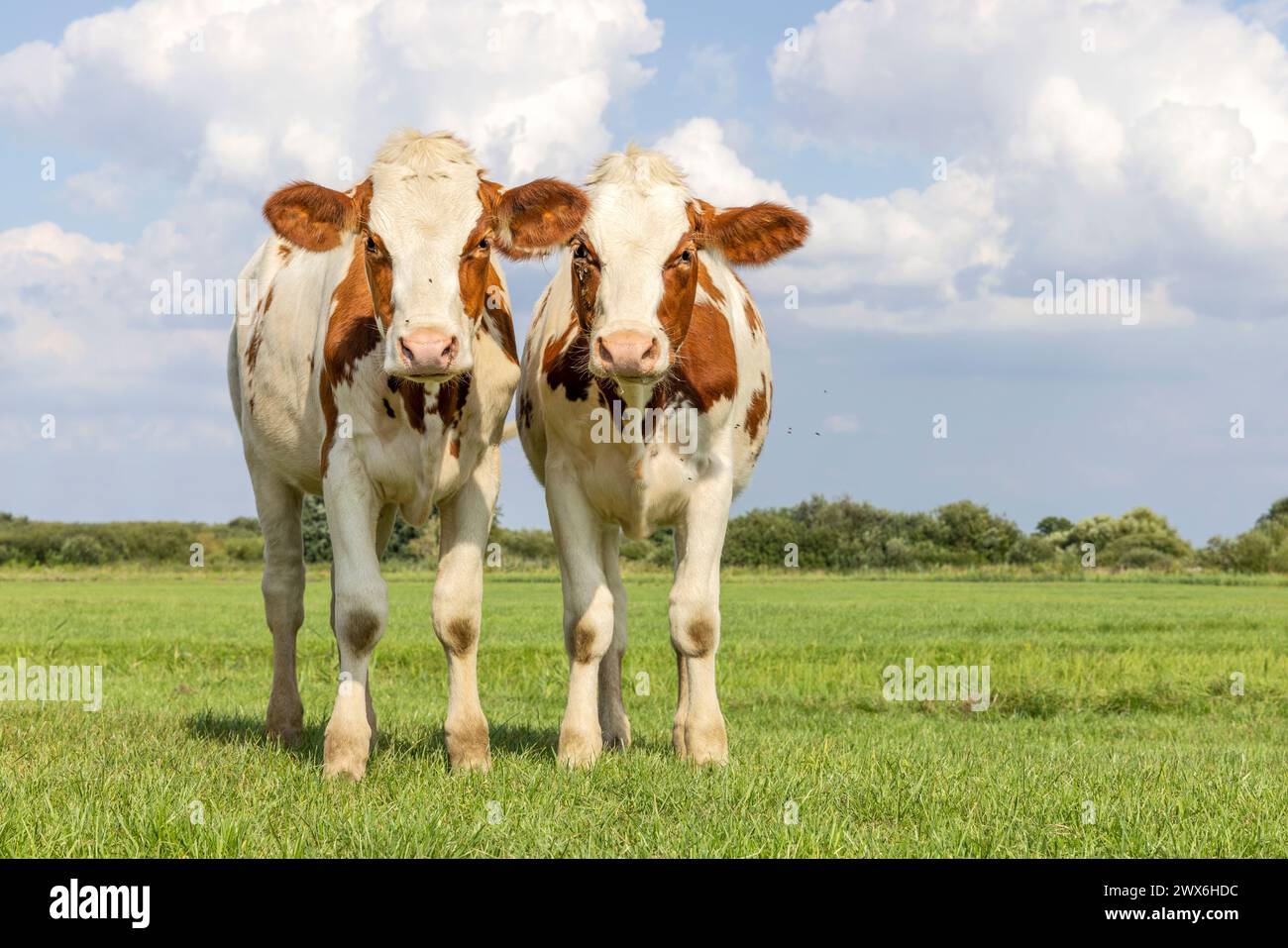 Cute cow calves tender love portrait of two cows, lovingly together ...
