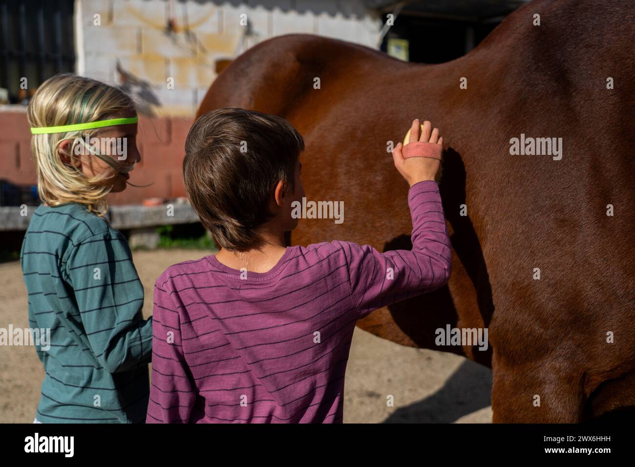 Children grooming a horse at a riding center Stock Photo - Alamy