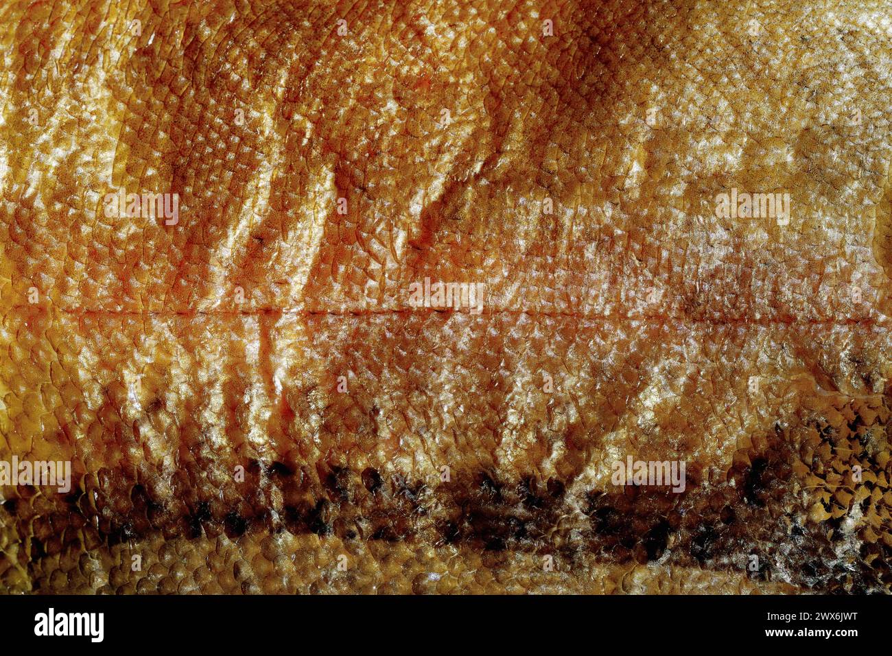 Mackerel skin hi-res stock photography and images - Alamy