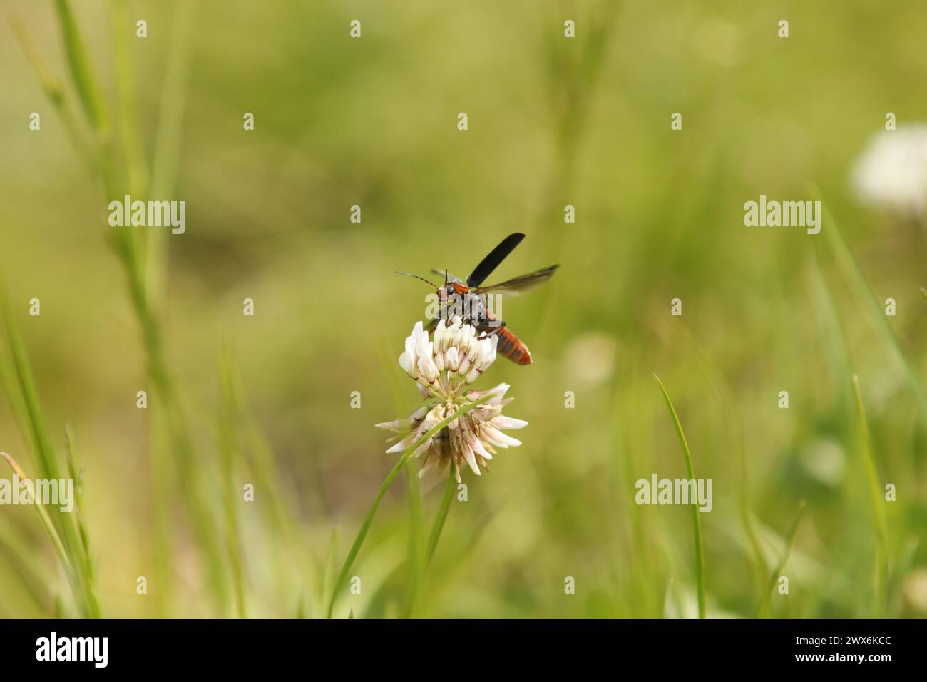 Clover flower with beetle hi-res stock photography and images - Alamy