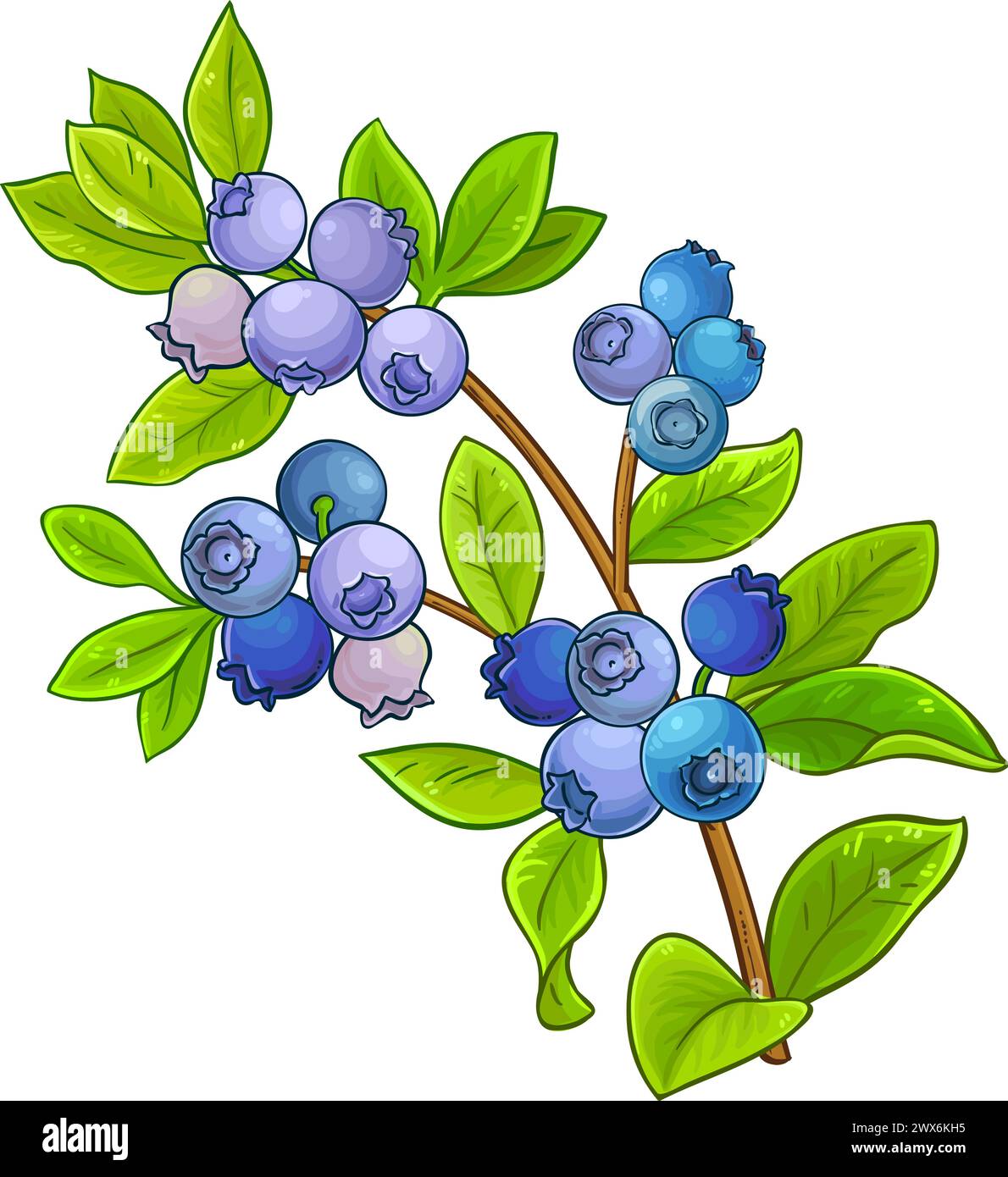 Blueberry illustration hi-res stock photography and images - Alamy