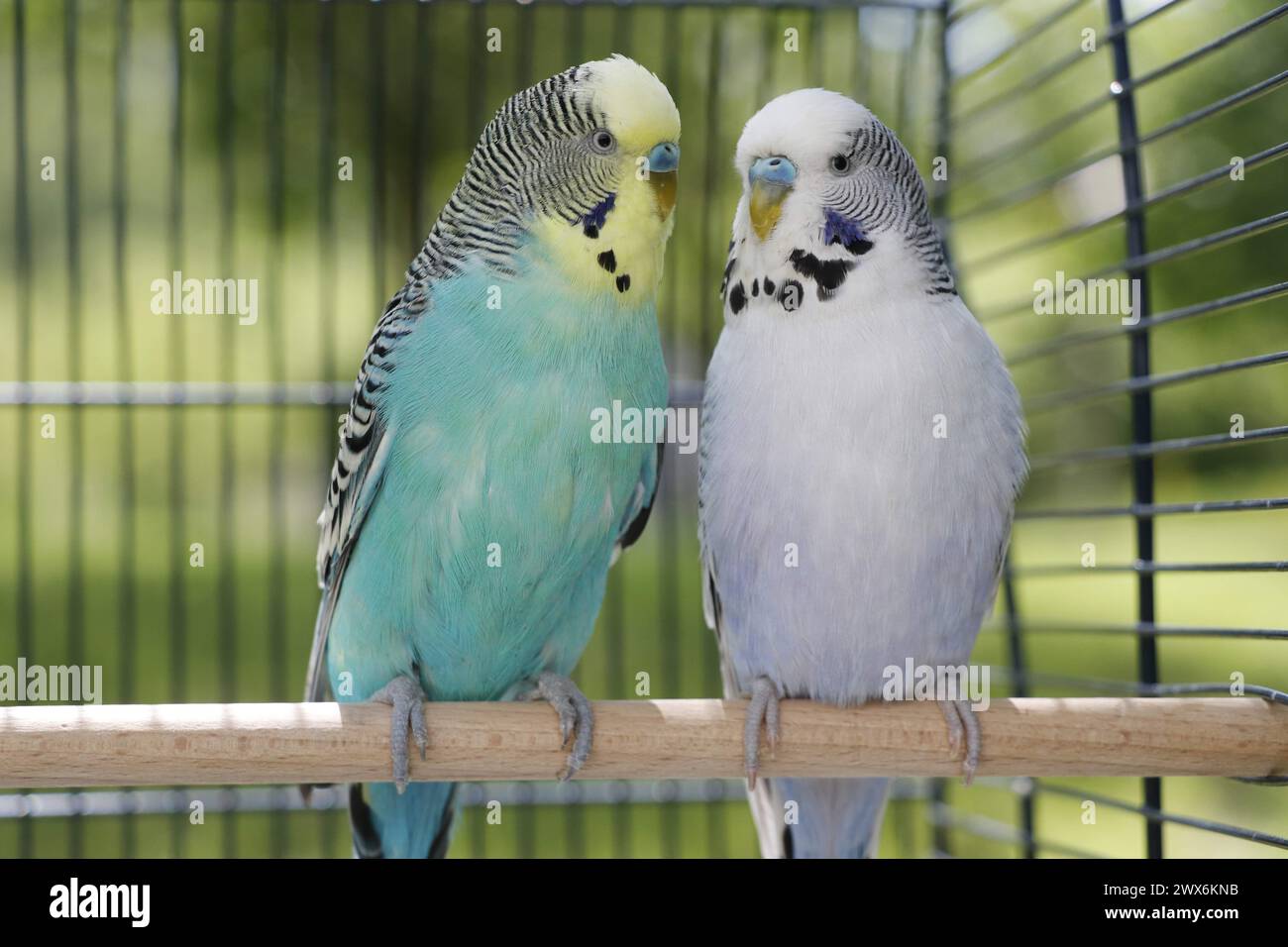 two blue budgies looking at each other Stock Photo - Alamy