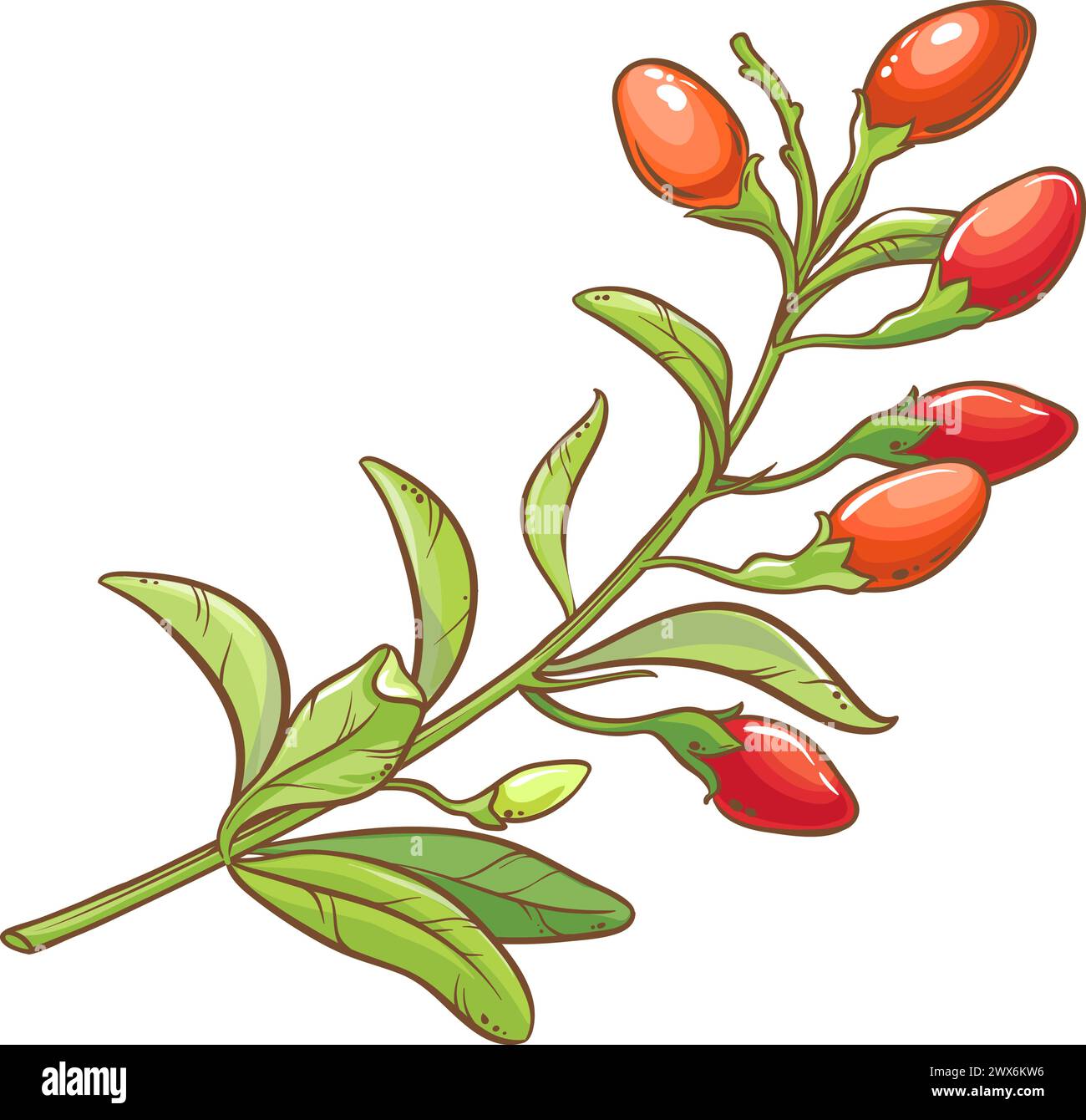 Goji berry branch leaves Cut Out Stock Images & Pictures - Alamy