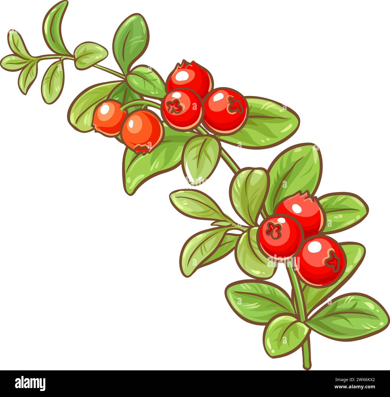Cranberry Branch Colored Detailed Illustration Stock Vector Image & Art ...