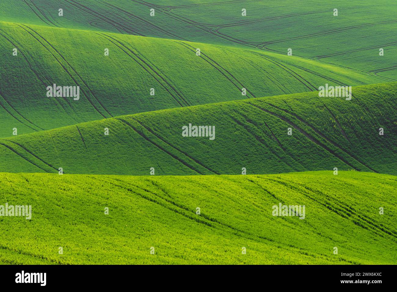 Waved green spring grass field. Background texture vivid colors Stock ...