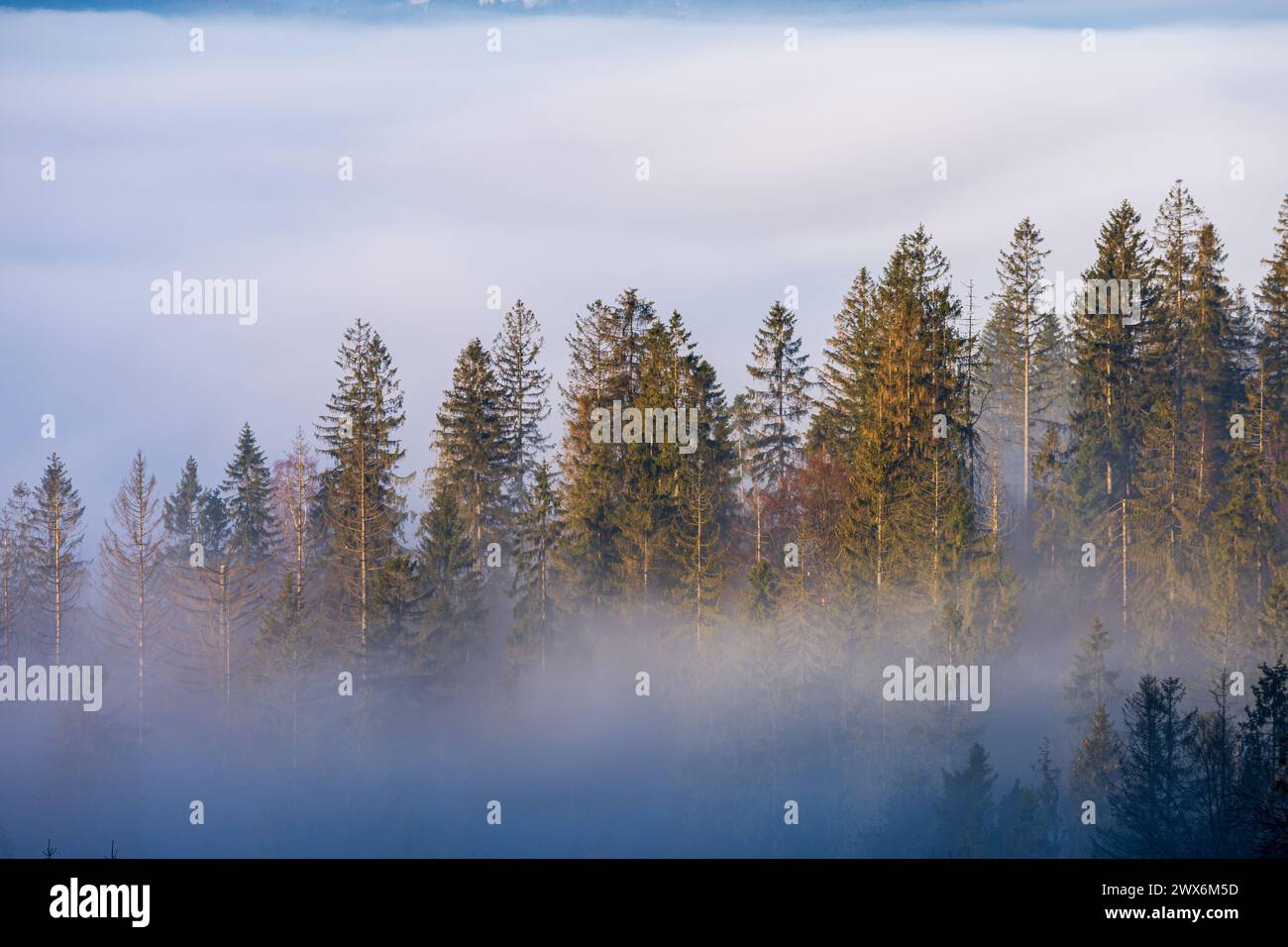 Spruce trees sticking out hi-res stock photography and images - Alamy