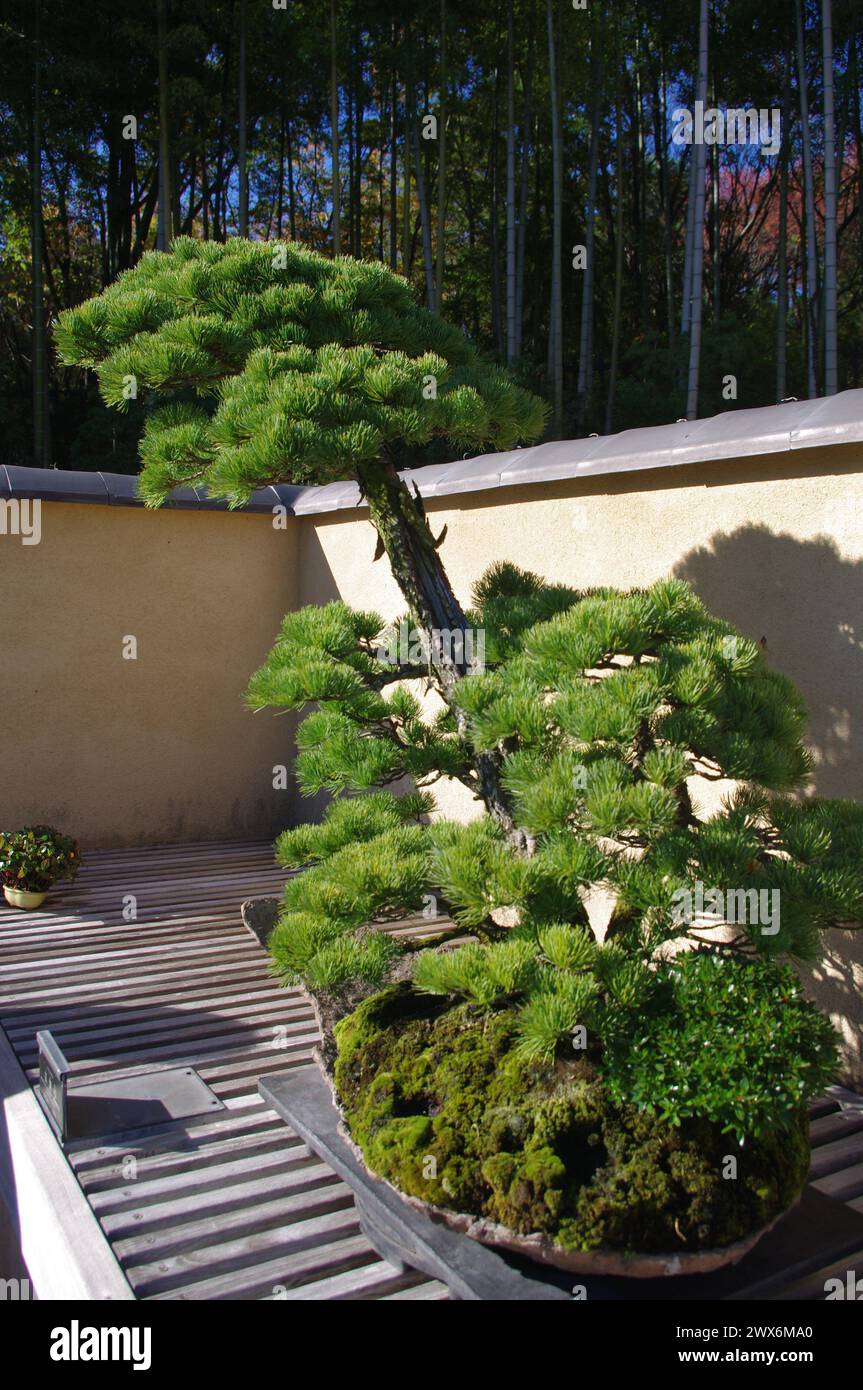 Bonsai Tree in Autumn in Tokyo, Japan Stock Photo - Alamy