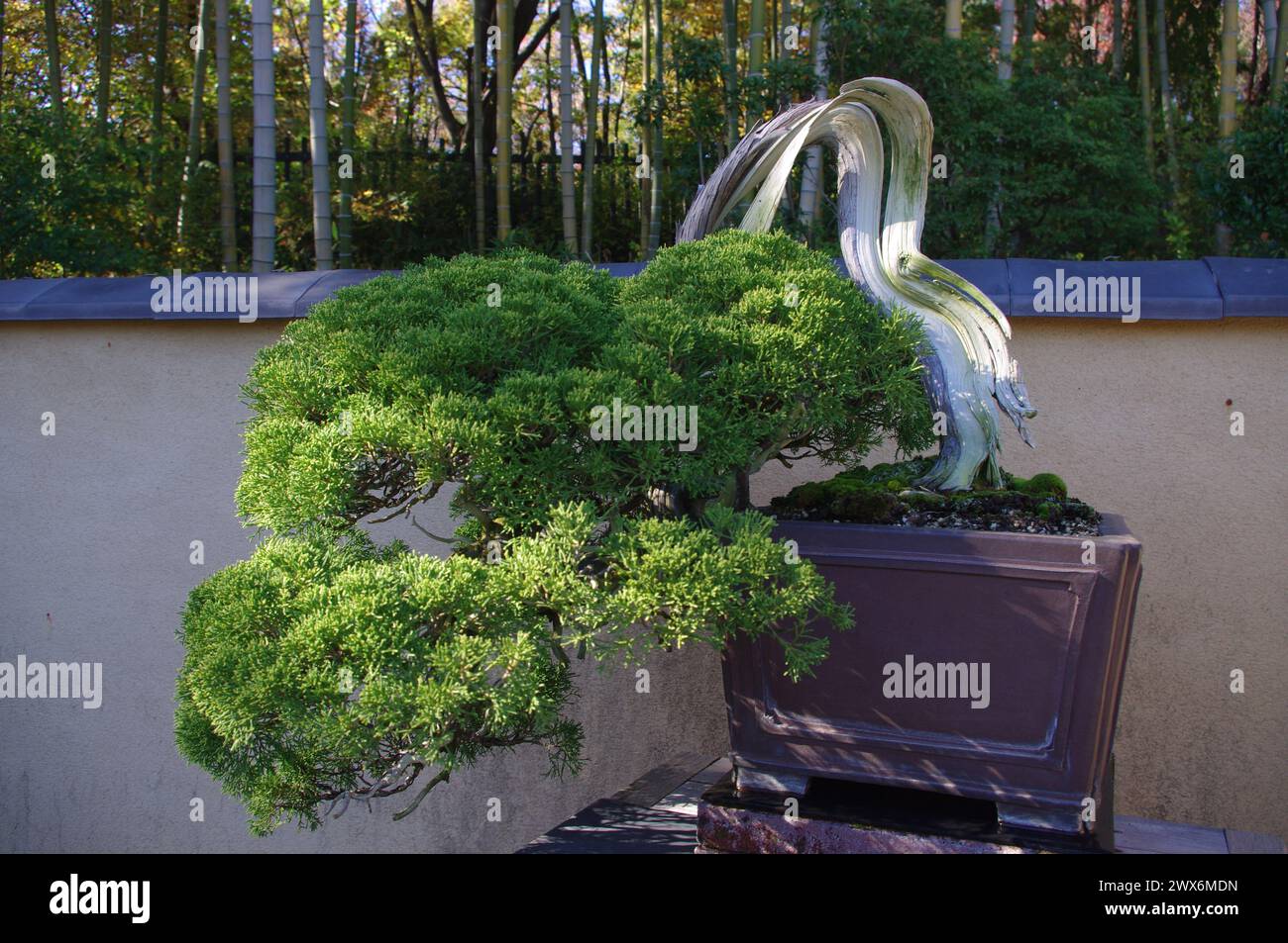 Tiny bonsai tree hi-res stock photography and images - Alamy