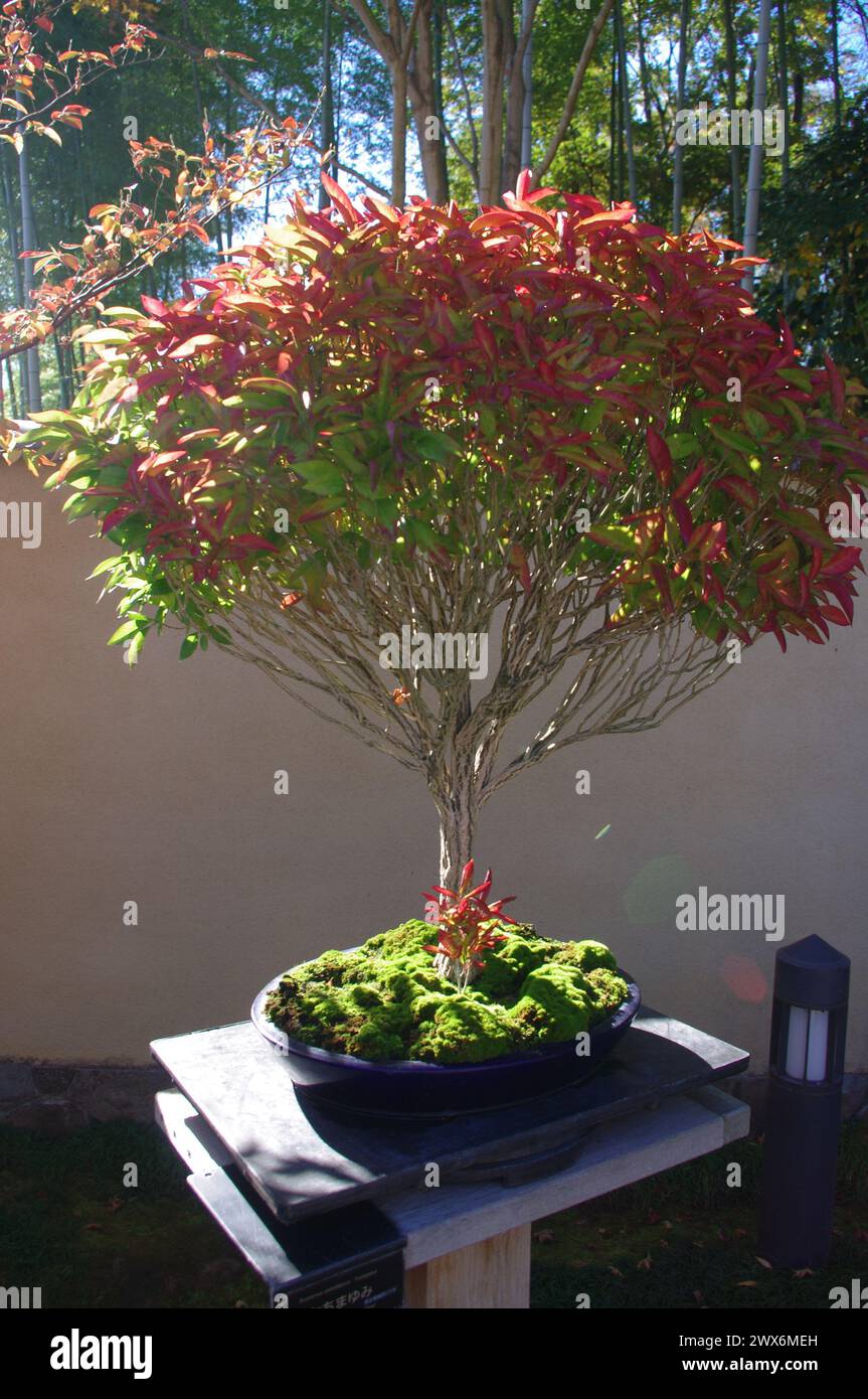Bonsai Tree in Autumn in Tokyo, Japan Stock Photo - Alamy