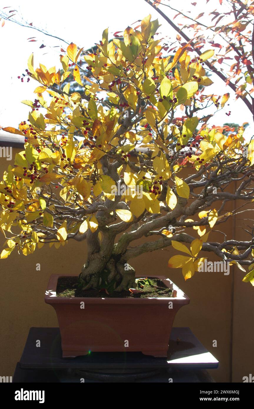 Bonsai Tree in Autumn in Tokyo, Japan Stock Photo - Alamy