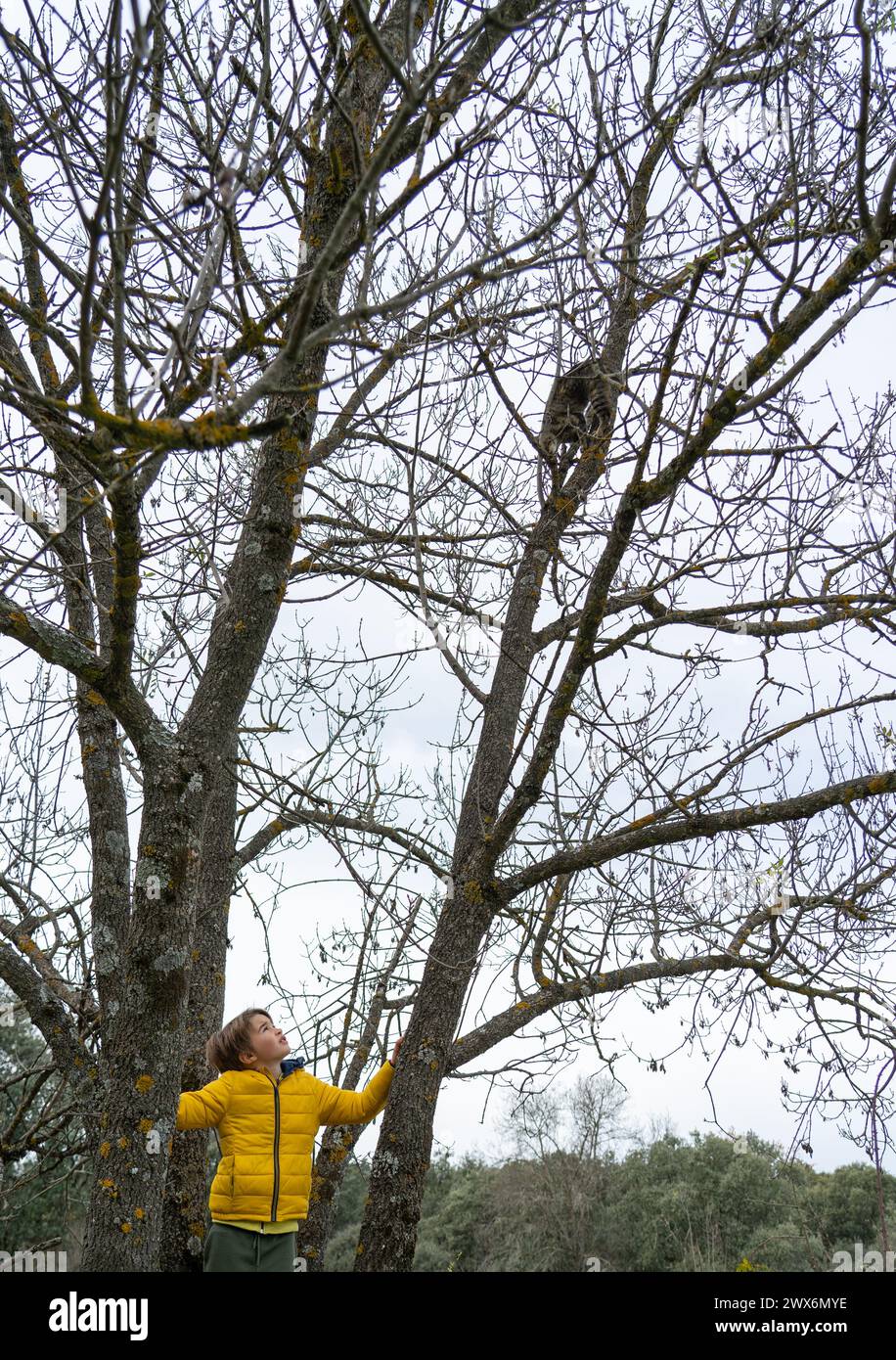 Boy looking at his cat that is on top of a tree Stock Photo - Alamy