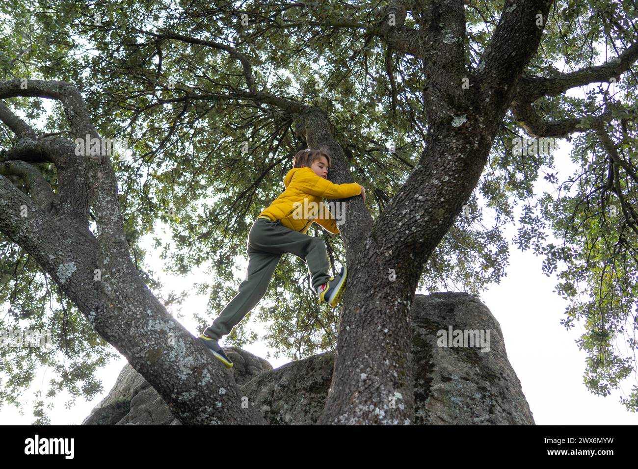 Boy climbing a tree in winter Stock Photo - Alamy