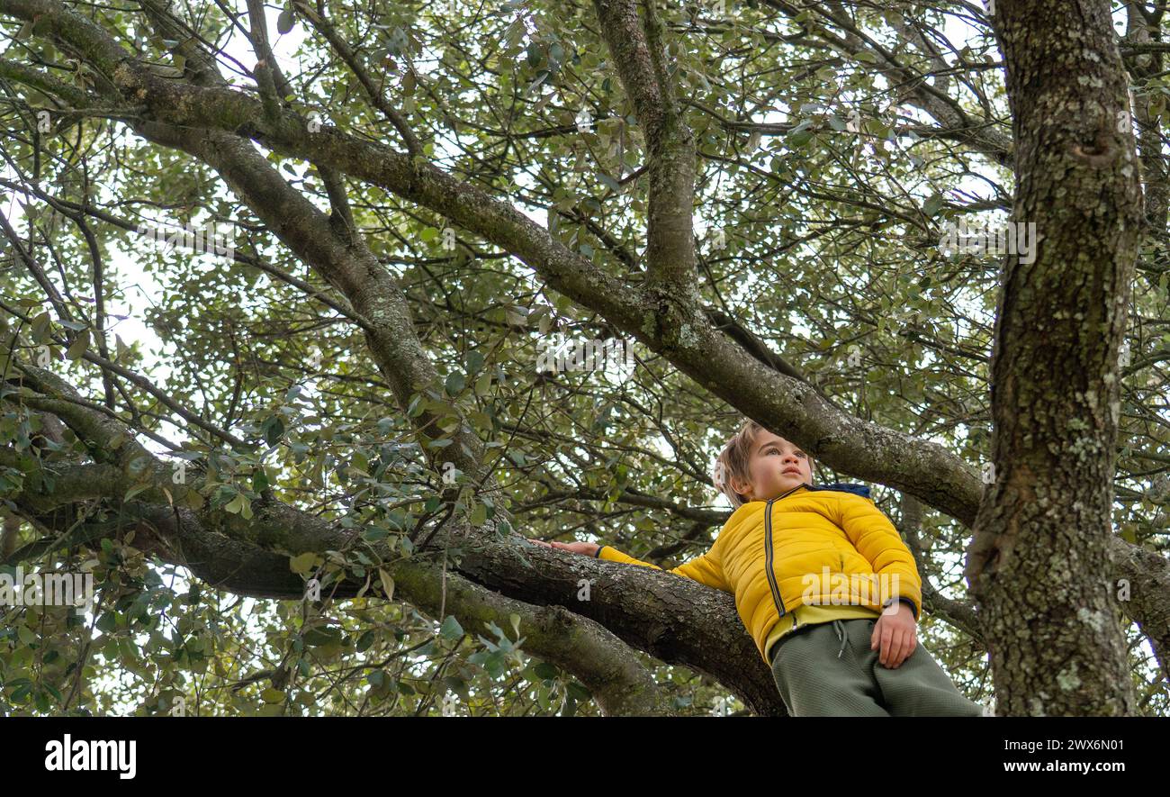 Boy climbing a tree in nature Stock Photo - Alamy