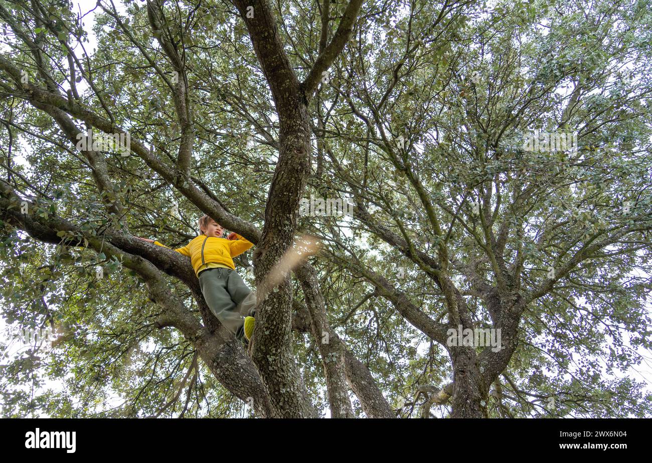 Tree seen from below hi-res stock photography and images - Alamy