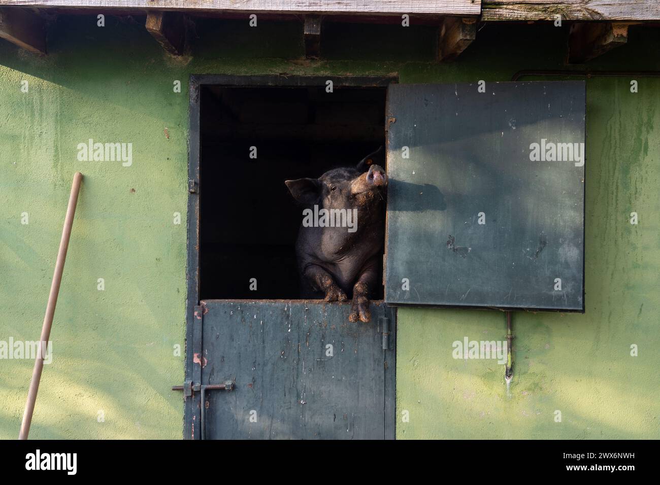 Pig leaning out of a door Stock Photo - Alamy