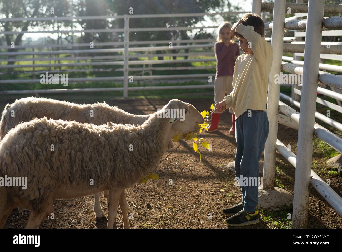 Joyful sheep hi-res stock photography and images - Alamy