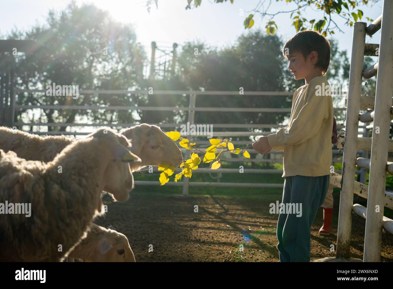 Boy feeding some sheep Stock Photo - Alamy