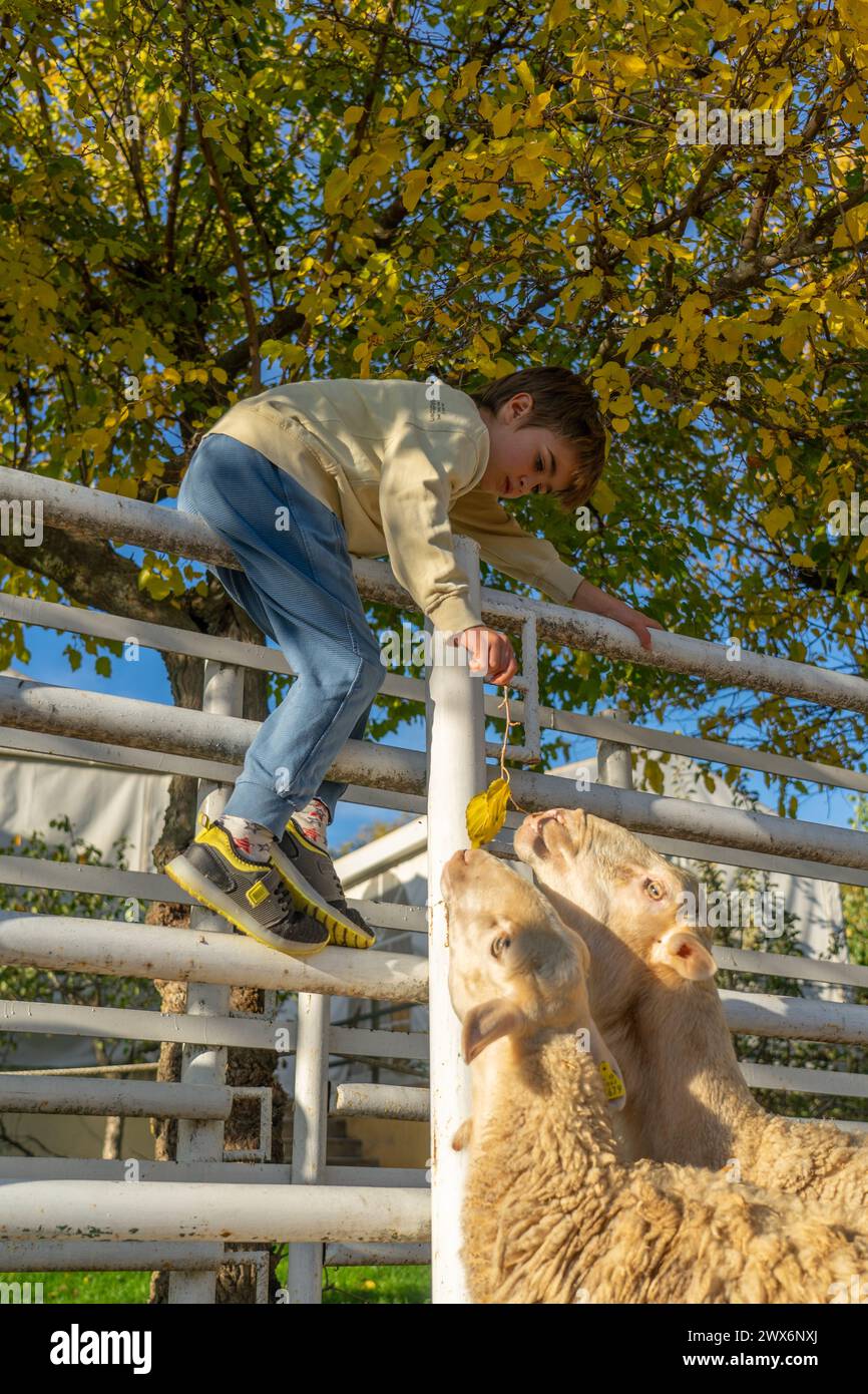 Boy shepherd sheep flock hi-res stock photography and images - Alamy