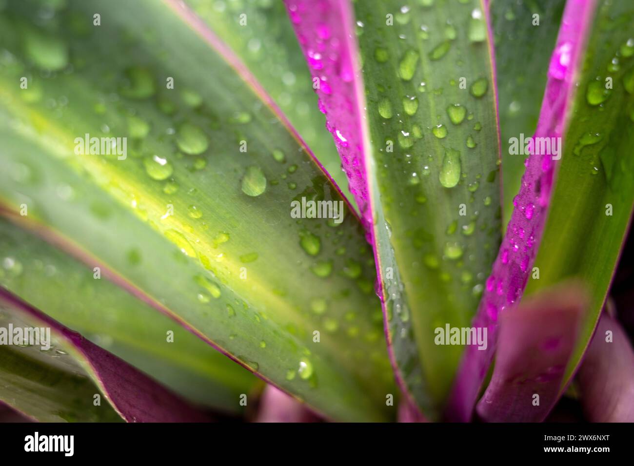 Close up of Tradescantia spathacea Swartz plant, Boat-lily or Oyster ...