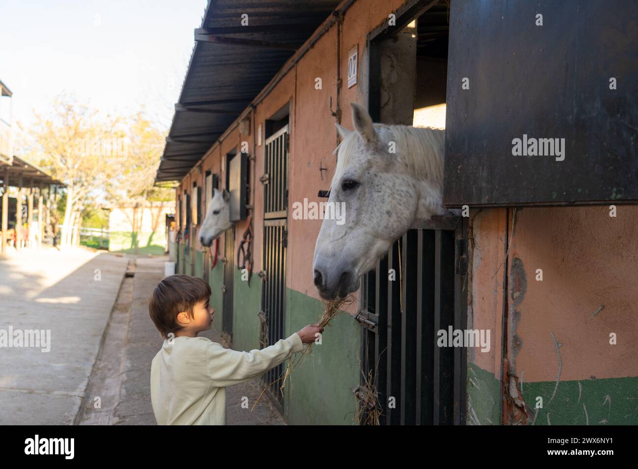 Boy feeding a horse in a stable Stock Photo - Alamy