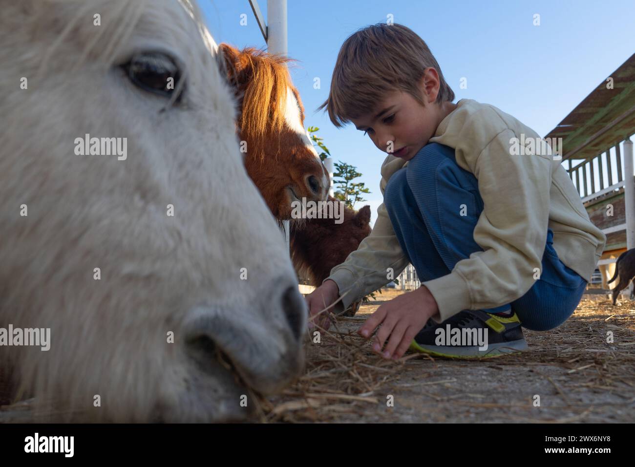 Boy giving hay to some ponies Stock Photo - Alamy
