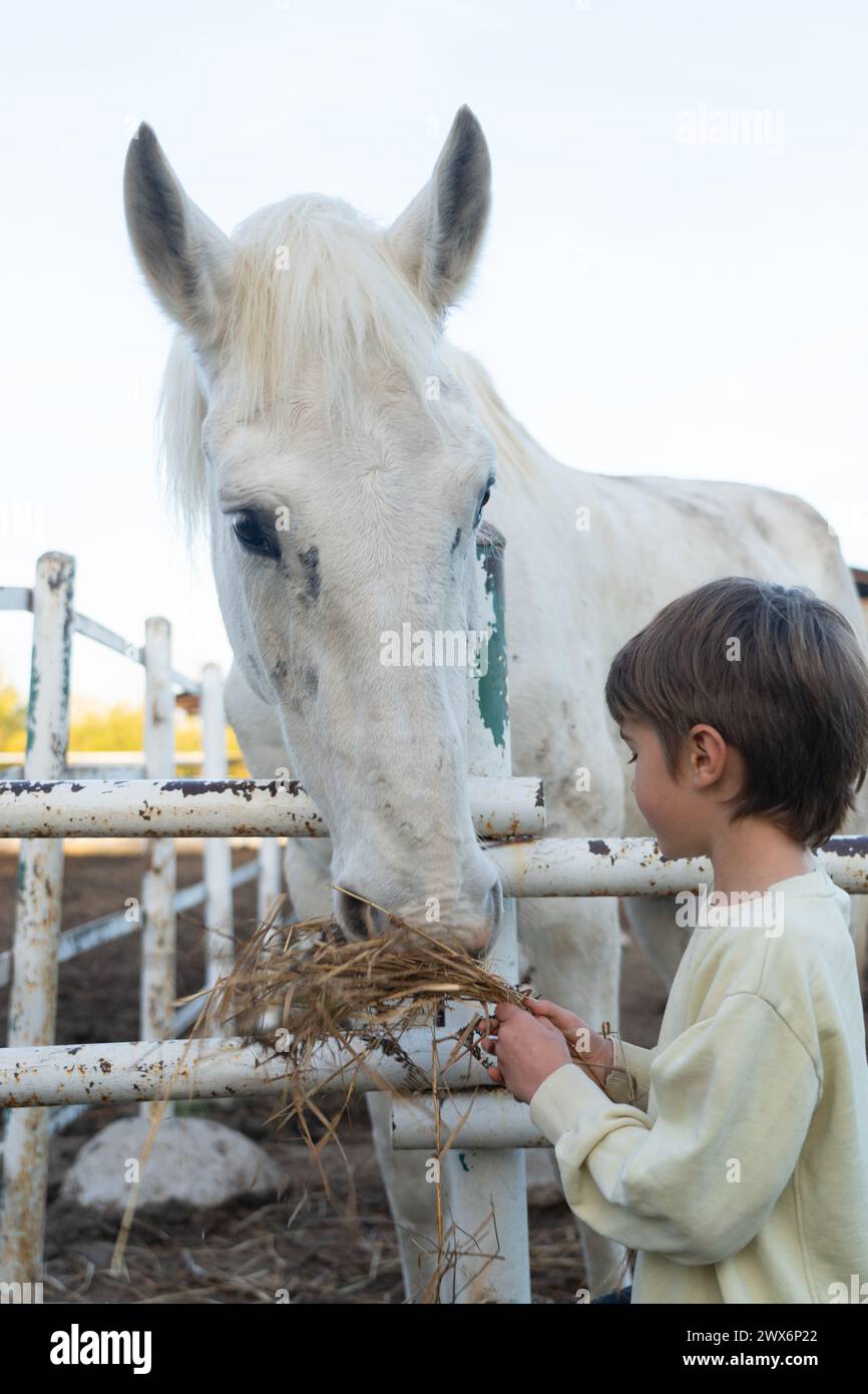 Boy feeding hay to a horse Stock Photo - Alamy