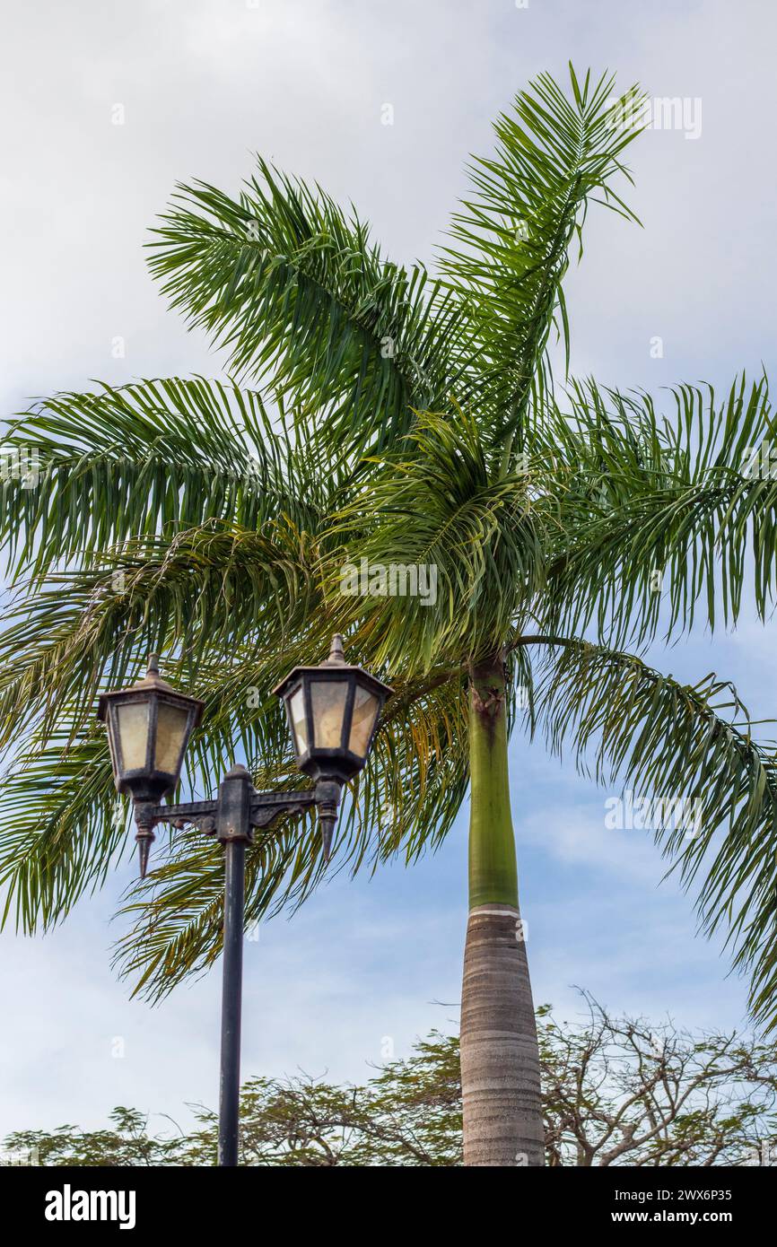 Concept shot of so called pregnant palm tree, authentic only to Cuba ...
